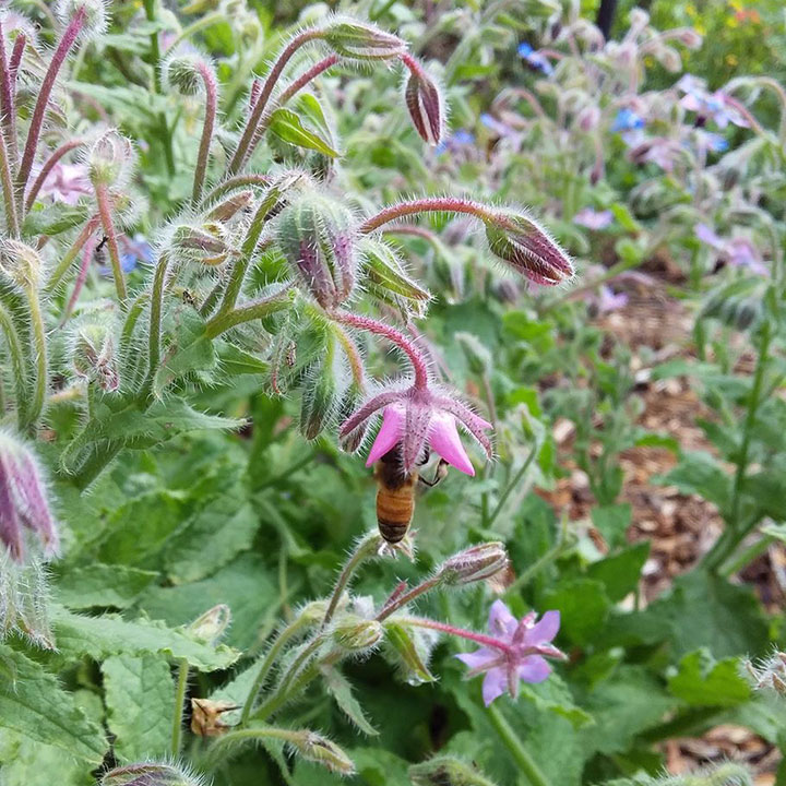 Our Farm – Organica Floret