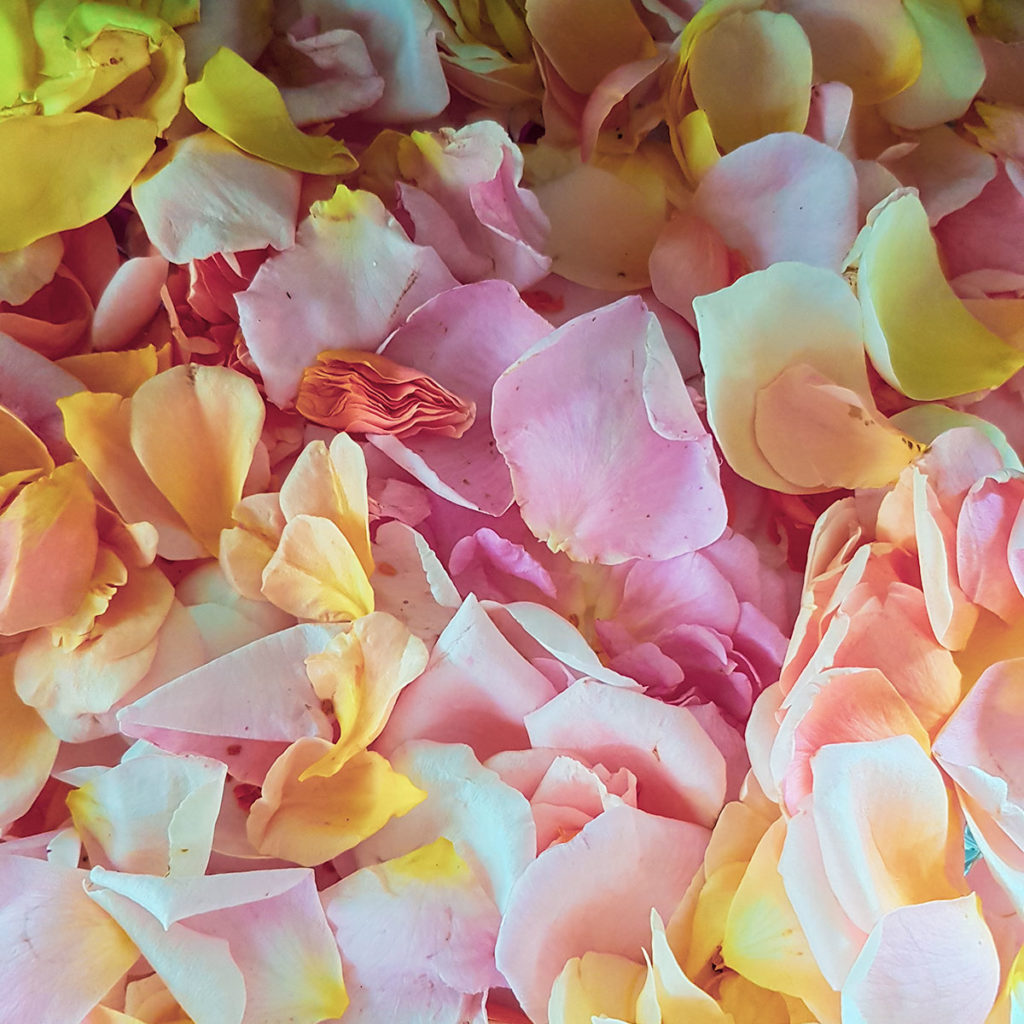 Dried Snapdragon & Mixed Flower – Organica Floret