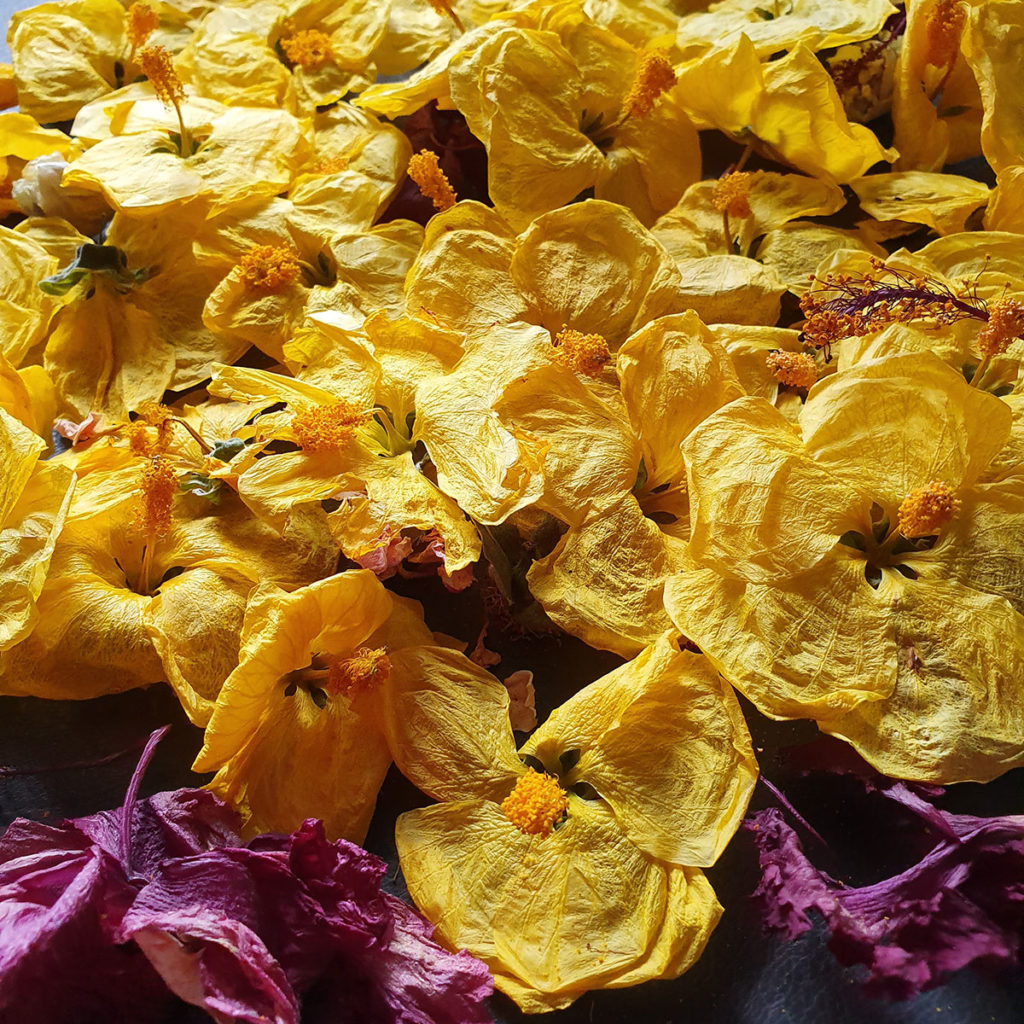 Dried Edible Roses – Organica Floret